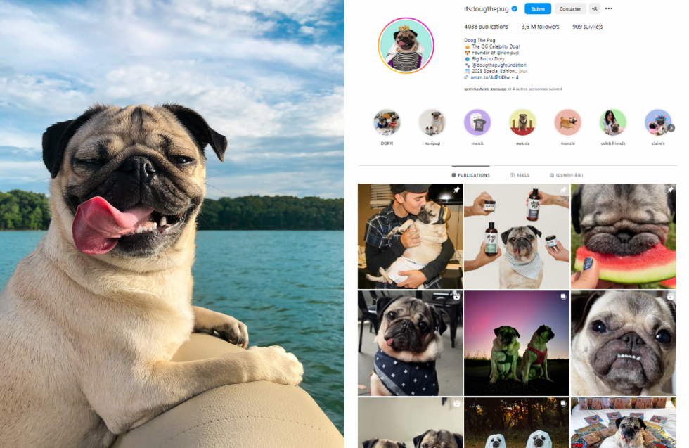 The Rise Of Pet Influencers: Trends, Tips And Cases – TERRITORY Influence
